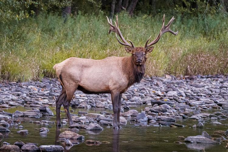 Danville woman's elk photo wins statewide people's choice award | News ...