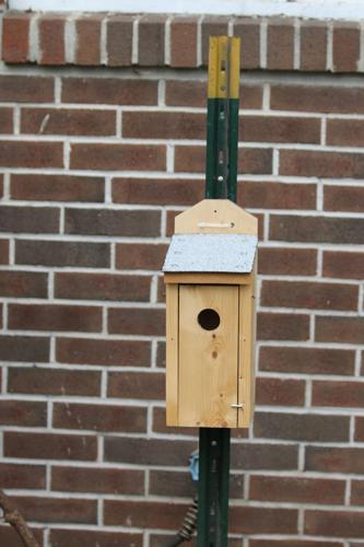 Build it (bird boxes), and they will come | Sports | dailyitem.com