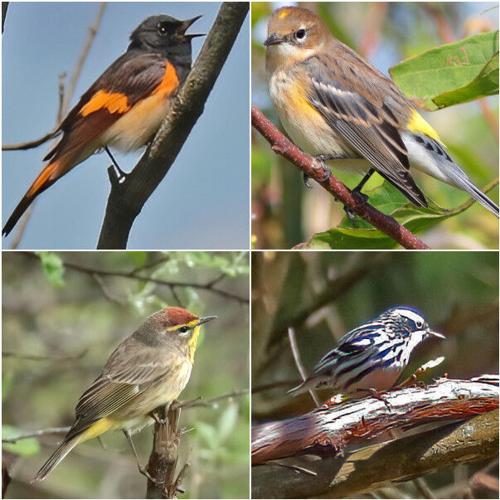Warblers make their return | Sports | dailyitem.com