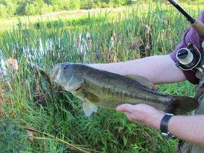 Avoid the nesters | Sports | dailyitem.com