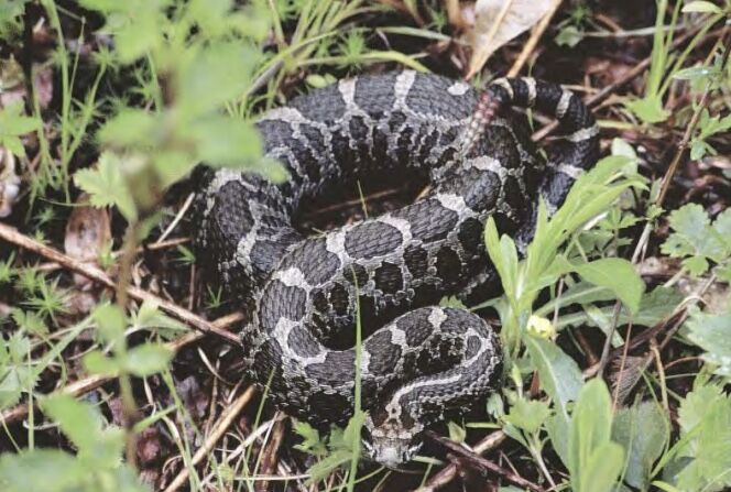 Pa.'s 3 venomous snake species to be mindful of as the weather improves ...