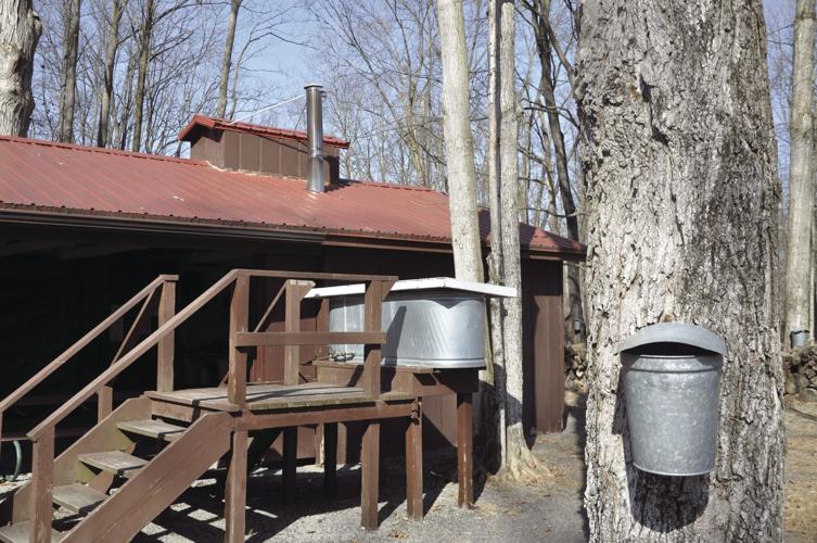 Montour Preserve to host 50th Maple Sugaring Open House | Local News ...