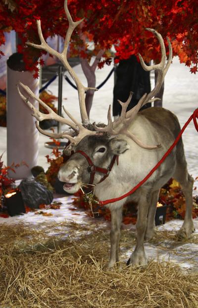 Holiday events looking for live reindeer to display | News | dailyitem.com