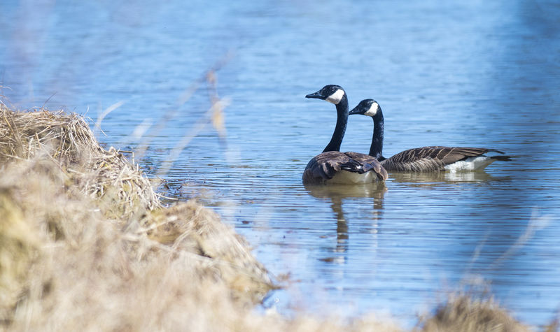 MARC bringing in help to flush excess geese from Montour Preserve ...