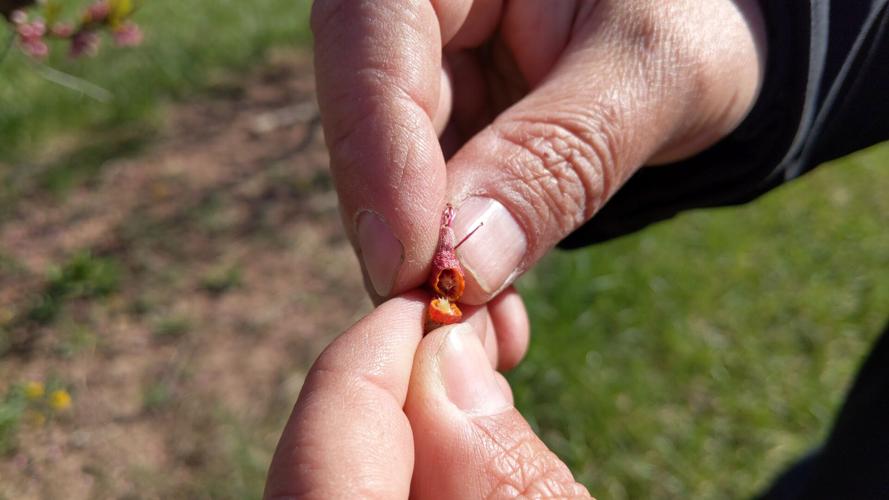 Frost threat sparks countermeasures to protect fruit crops at Dries ...