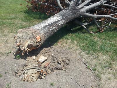 Tree Topics: Root collar disorders | Life | dailyitem.com