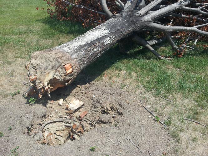 Tree Topics: Root collar disorders | Life | dailyitem.com