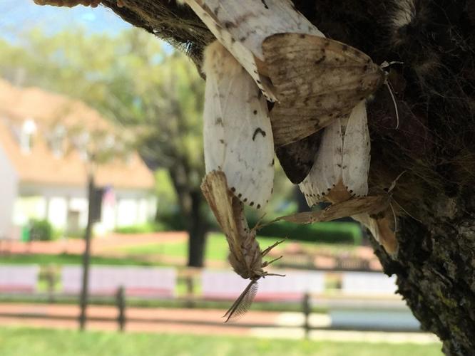 Tree Topics: Gypsy moth: From experiment to widespread pest | Life ...
