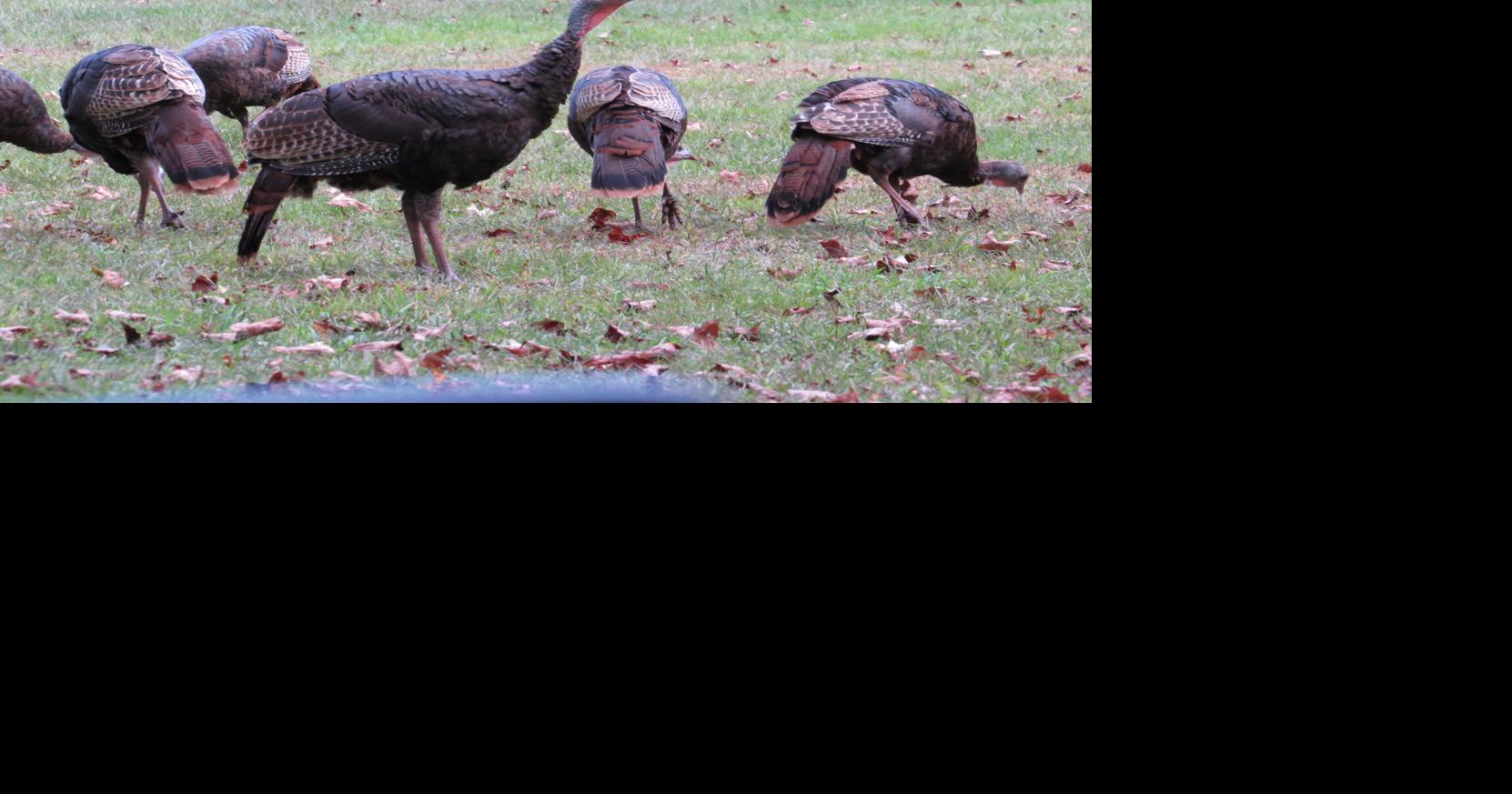 Tips for harvesting a wild gobbler | Sports | dailyitem.com