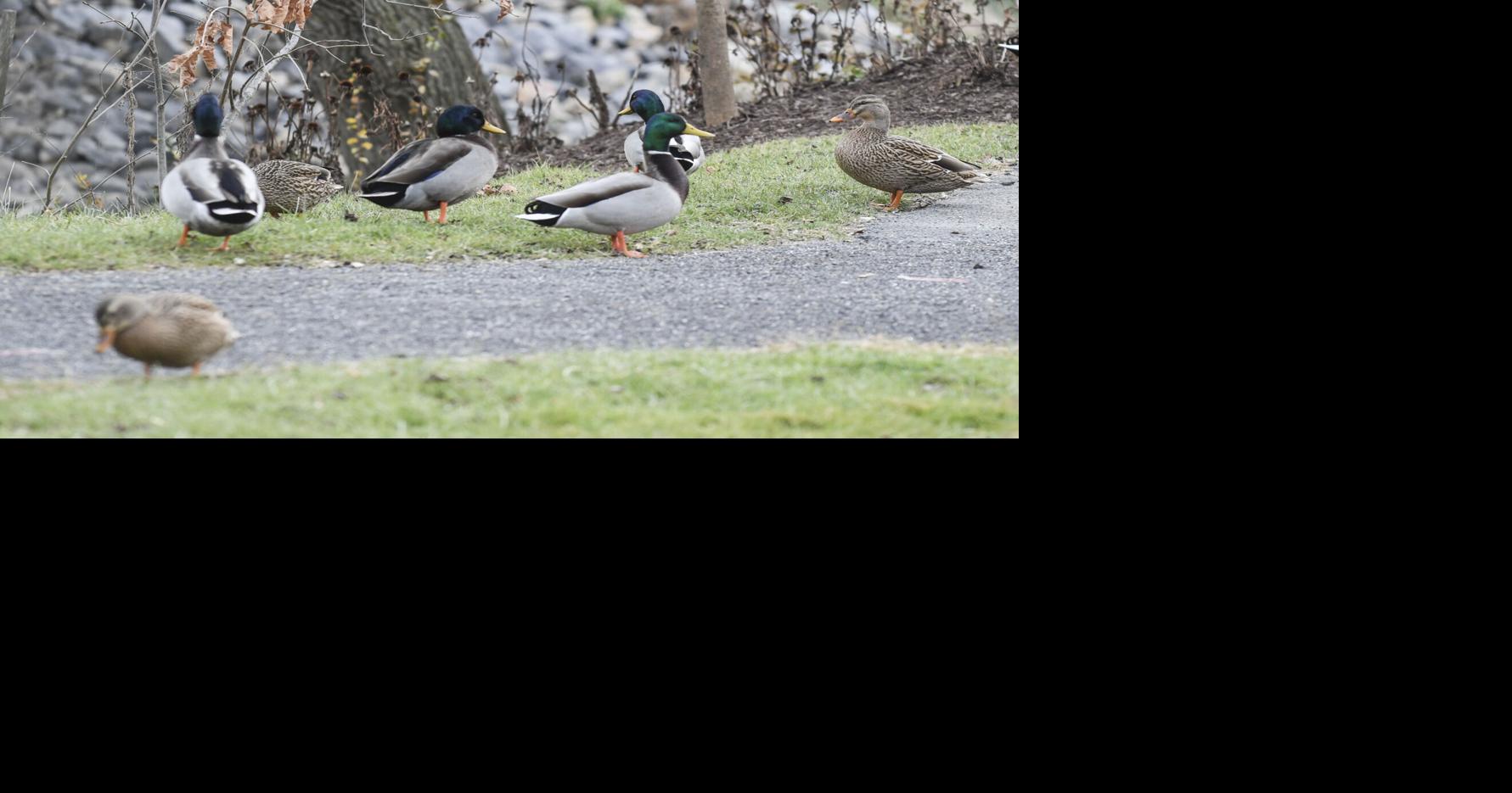 Group to help relocate ducks from East Buffalo park | News | dailyitem.com