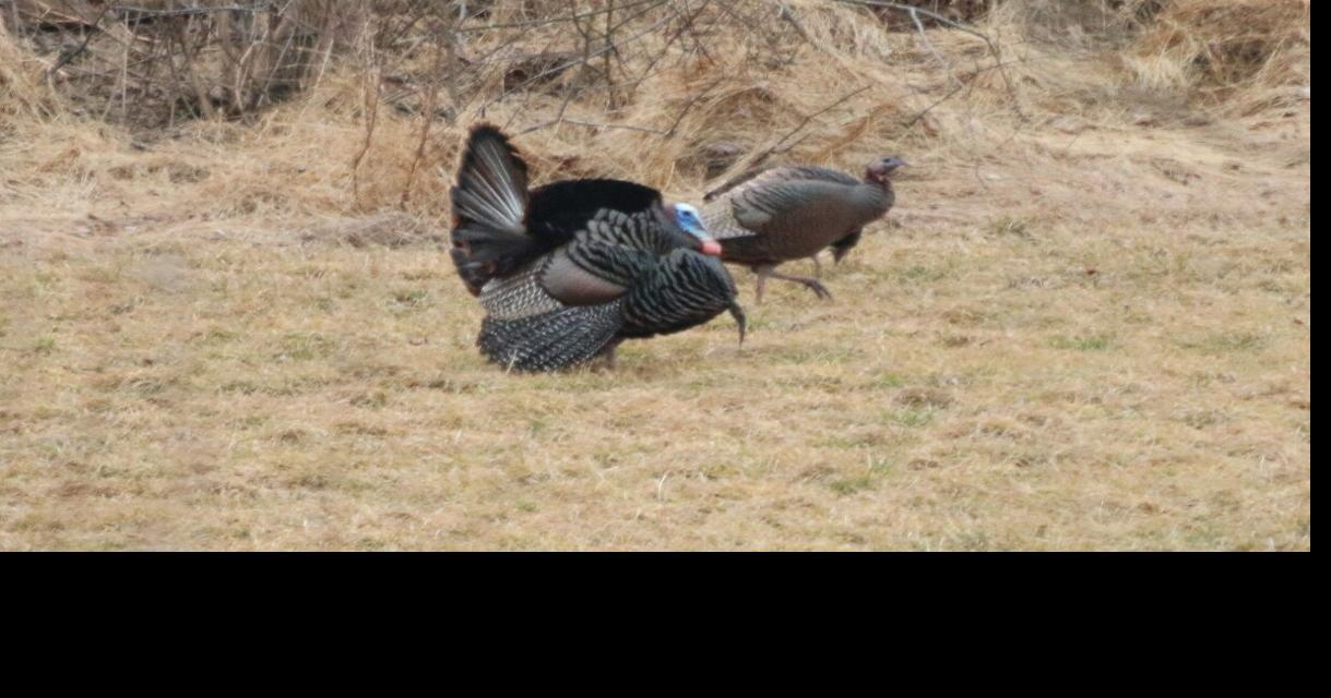 What is the future of the wild turkey? | Sports | dailyitem.com