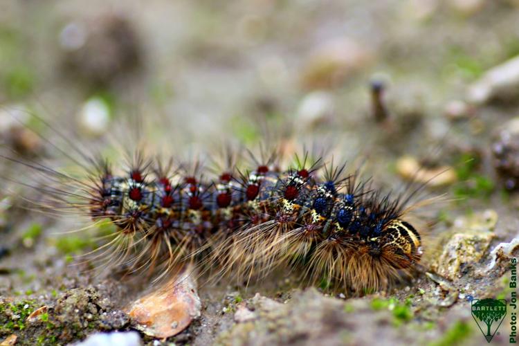 Tree Topics: Gypsy moth: From experiment to widespread pest | Life ...