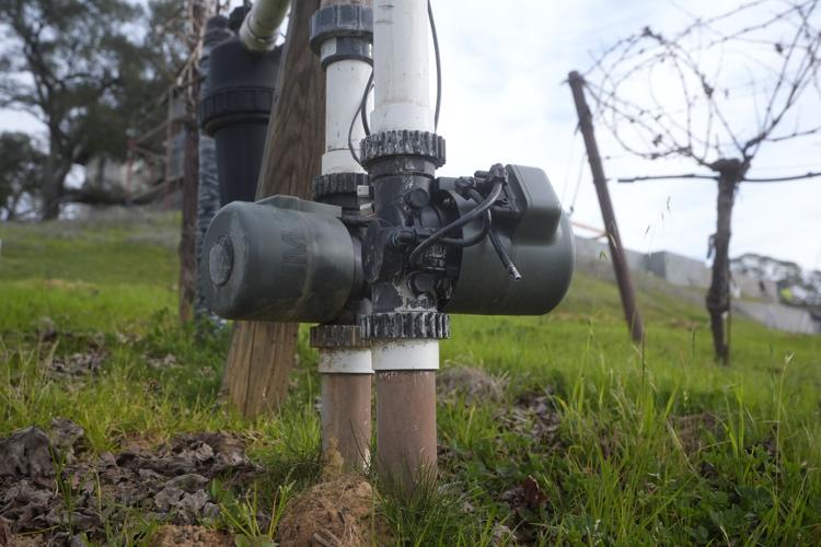 AI made its way to vineyards. Here's how the technology is helping make ...