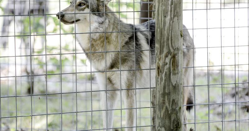 Throw an ex to the wolves to raise funds for sanctuary | News ...