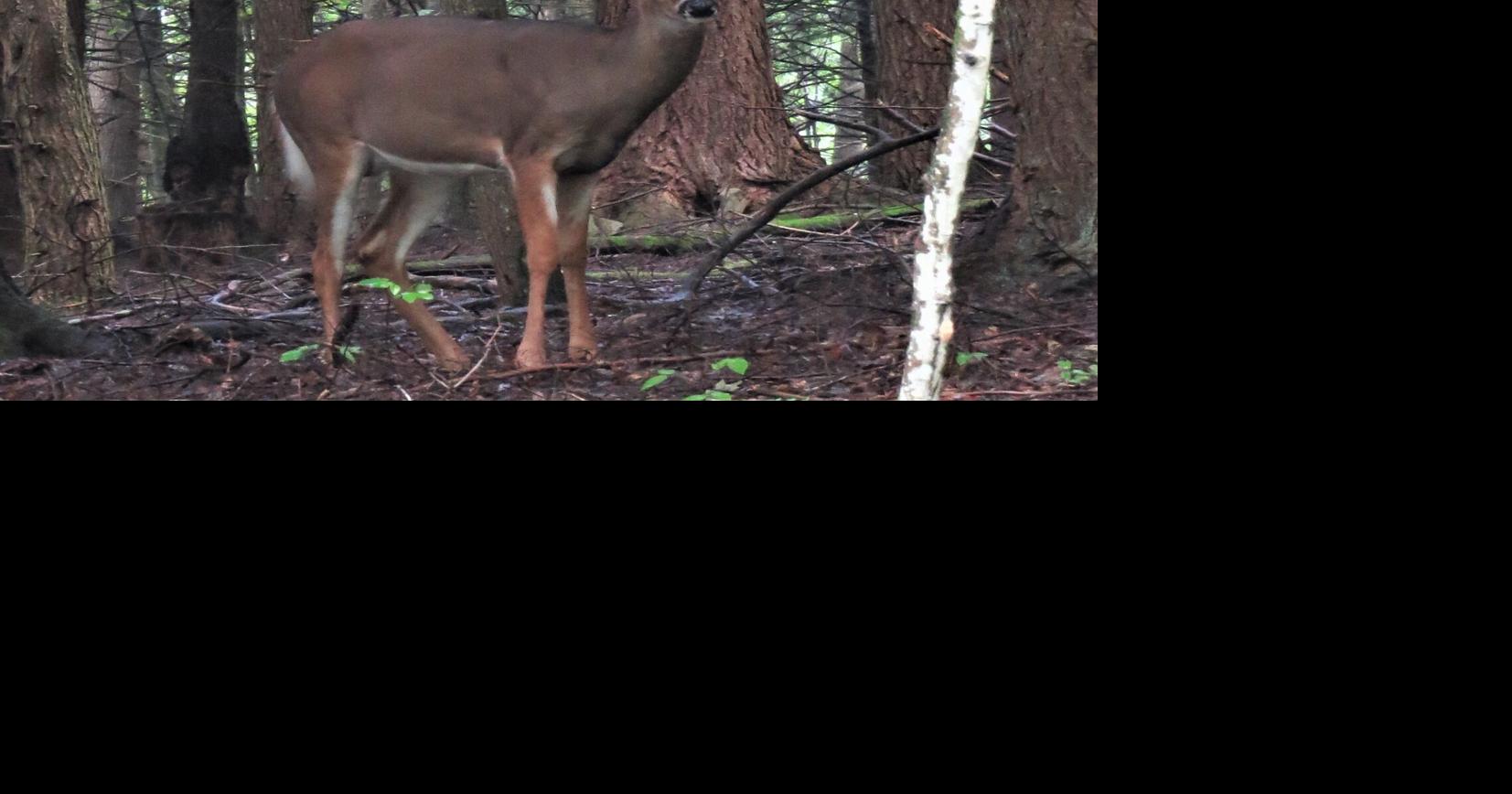 The magic of antlers | Sports | dailyitem.com