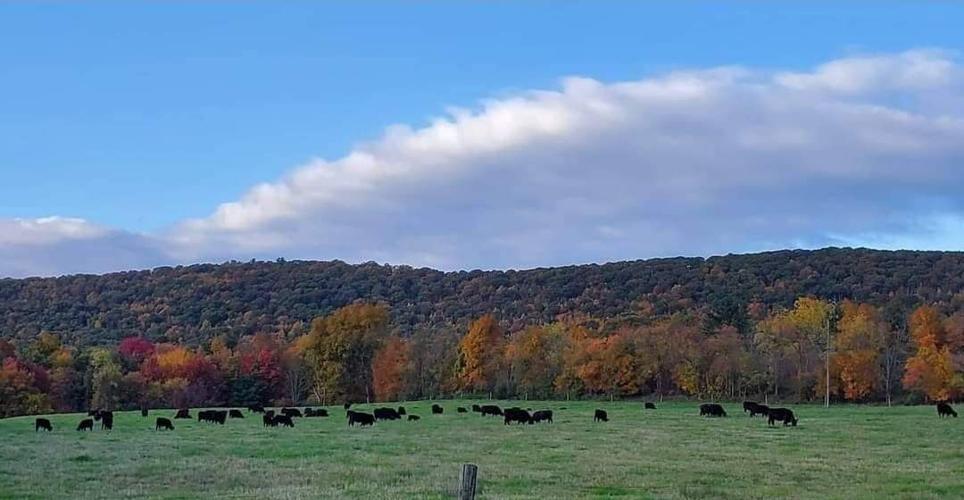 Davis family farm diversifying and educating | | dailyitem.com