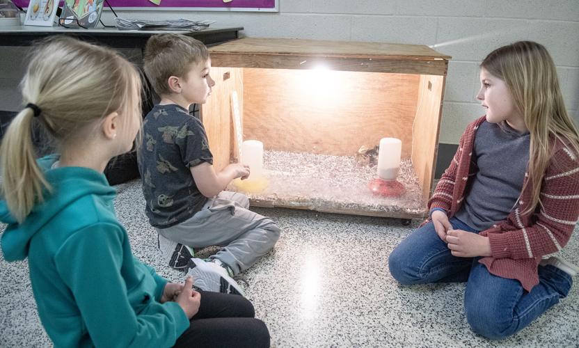 Fun times hatch at Danville Primary School | News | dailyitem.com
