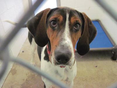 Three dogs in need of loving home at Danville SPCA | Local News ...