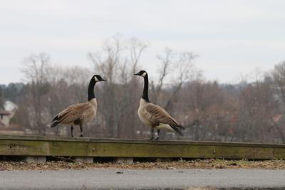 Hunting season approaches | Sports | dailyitem.com