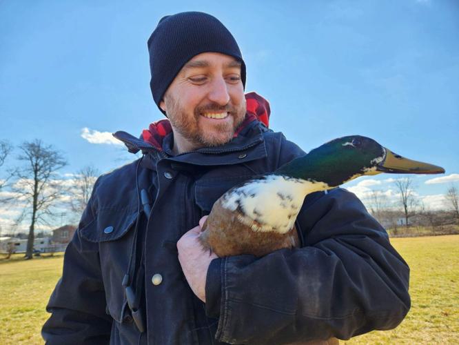 Capture, rehoming of domestic ducks started in East Buffalo Township ...