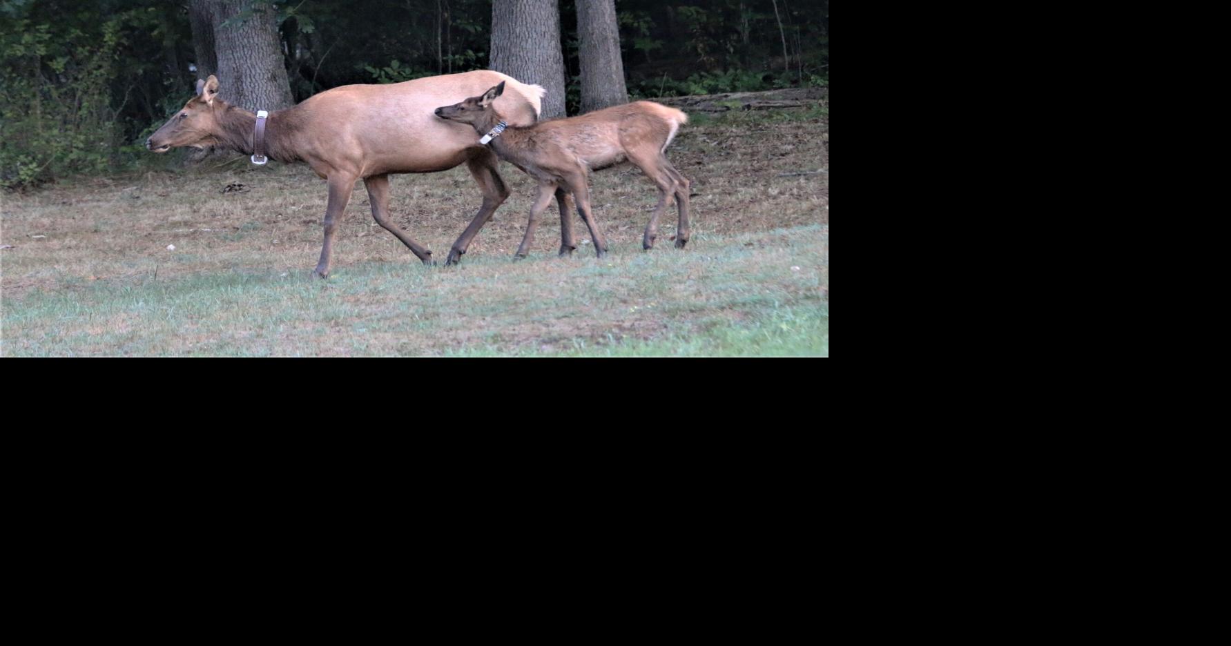 Redneck romance | Sports | dailyitem.com