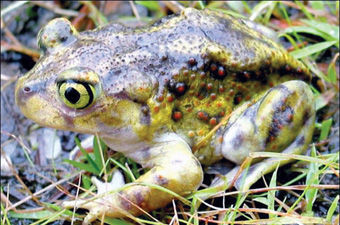 Eastern spadefoot toad on endangered list | News | dailyitem.com