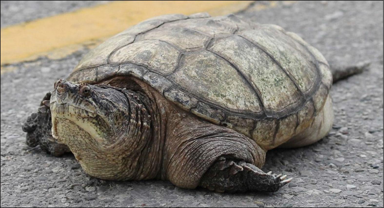 Commentary: Lessons learned while trying to help a turtle across the ...