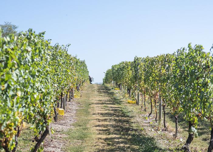 A Day In The Life Of: Shade Mountain Vineyard and Winery during harvest ...