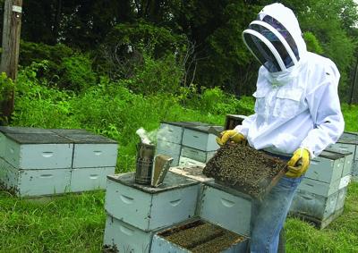 Valley beekeepers warn of life without pollinators | News | dailyitem.com