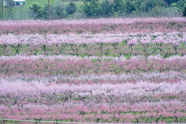 Dries Orchard in full bloom | News | dailyitem.com