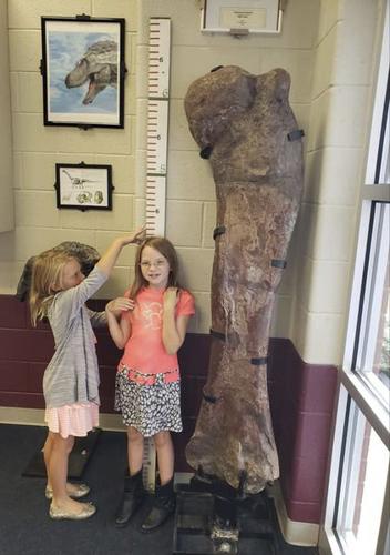 Dinosaur fossils on display at Chief Shikellamy Elementary | Local News ...