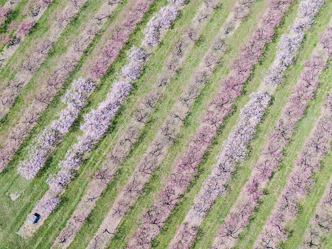 Dries Orchard in full bloom | News | dailyitem.com
