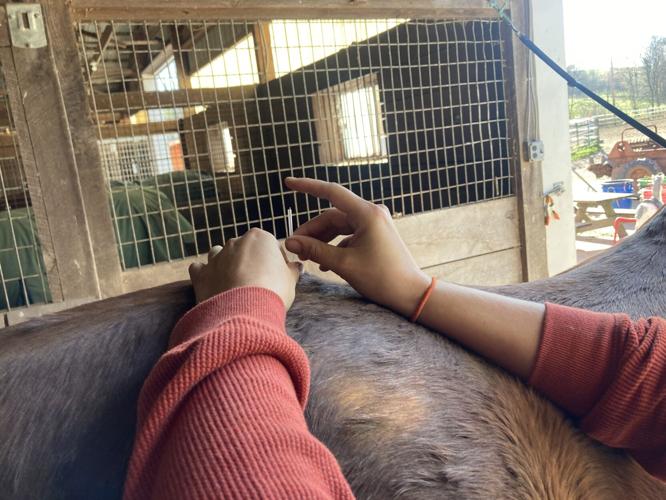 Veterinarian's love for horses led to career in animal acupuncture ...