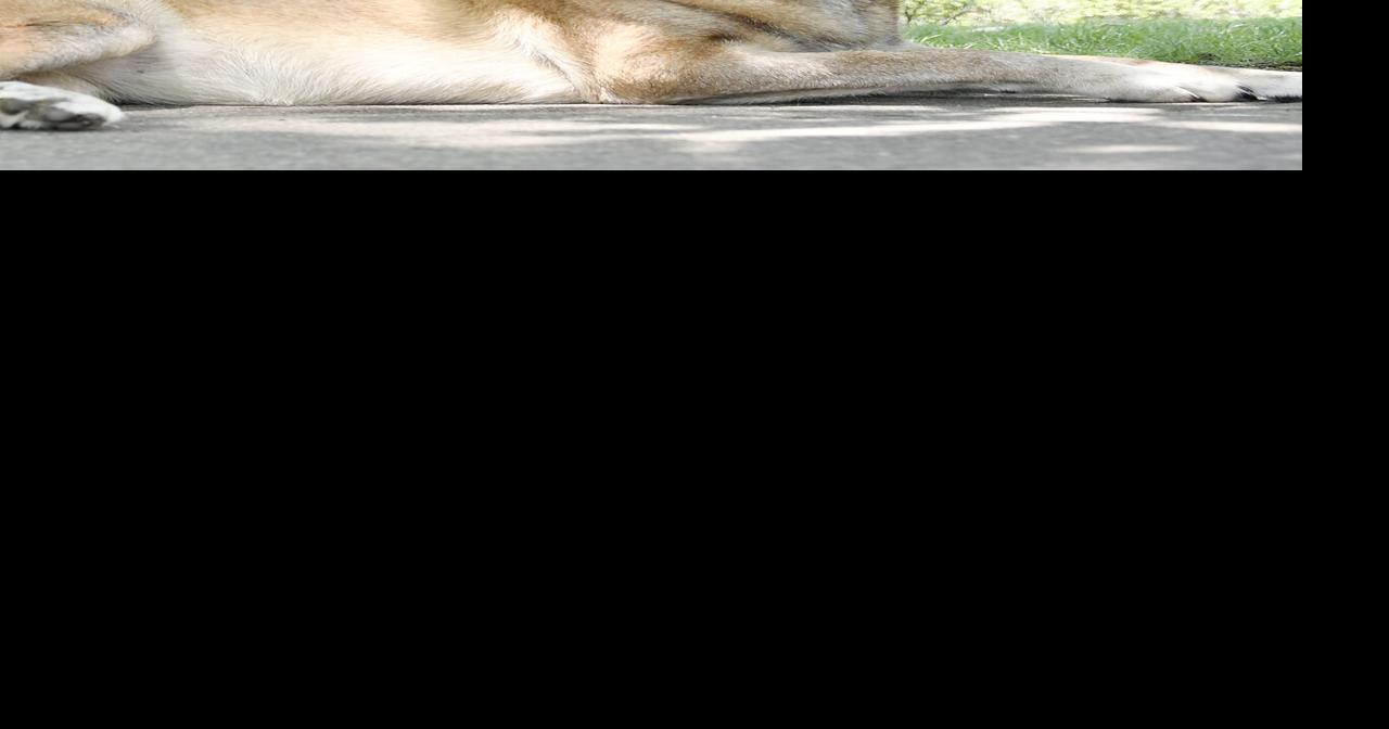 Drug dog and former handler reunited after five years | Local News ...