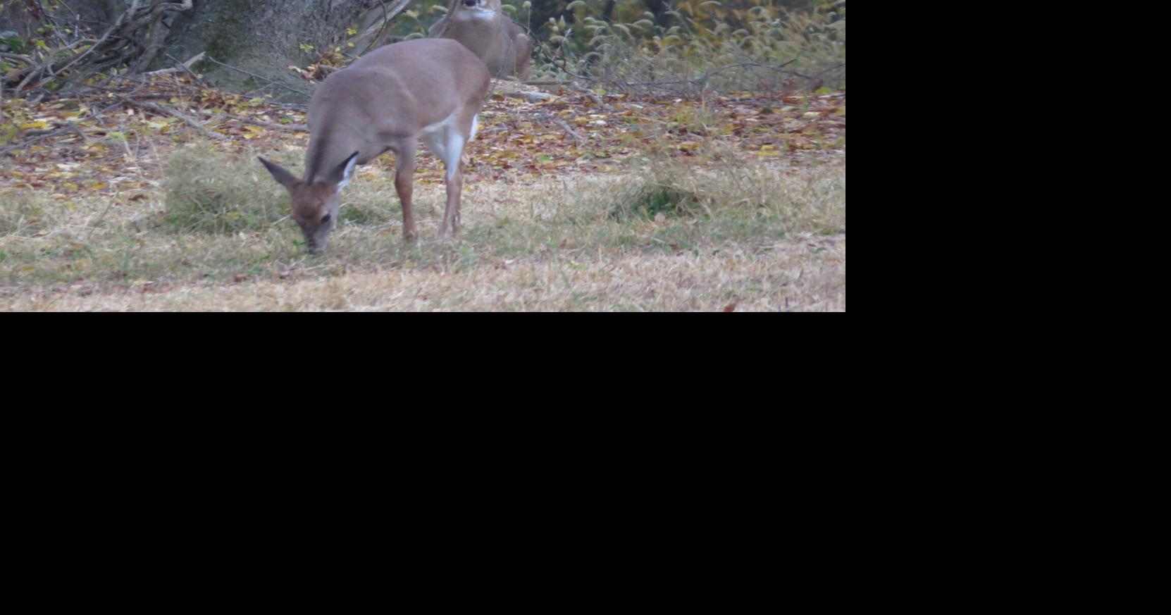 The Rut is key to late season movement | | dailyitem.com