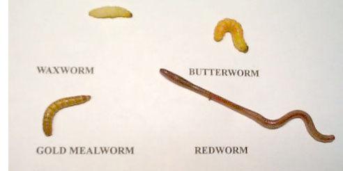 How well do you know your worms? | | dailyitem.com