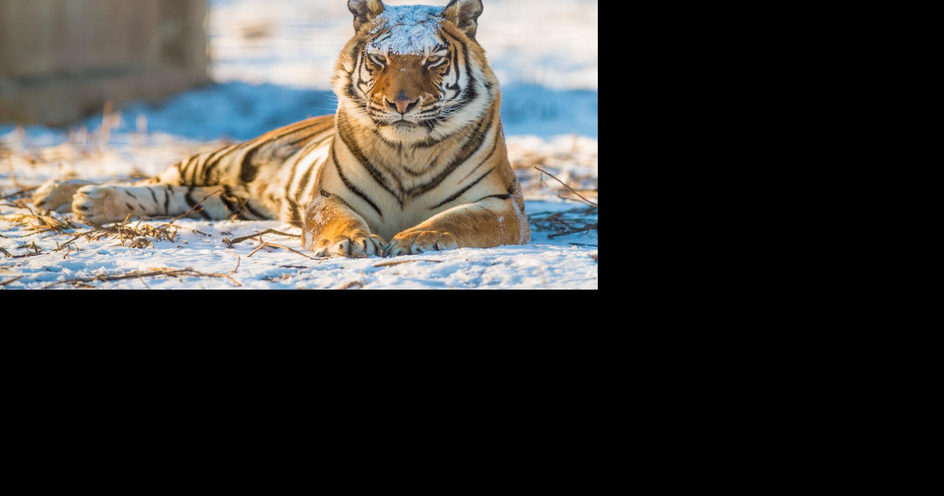 PHOTO GALLERY Justin Engle Best of 2018 | News | dailyitem.com