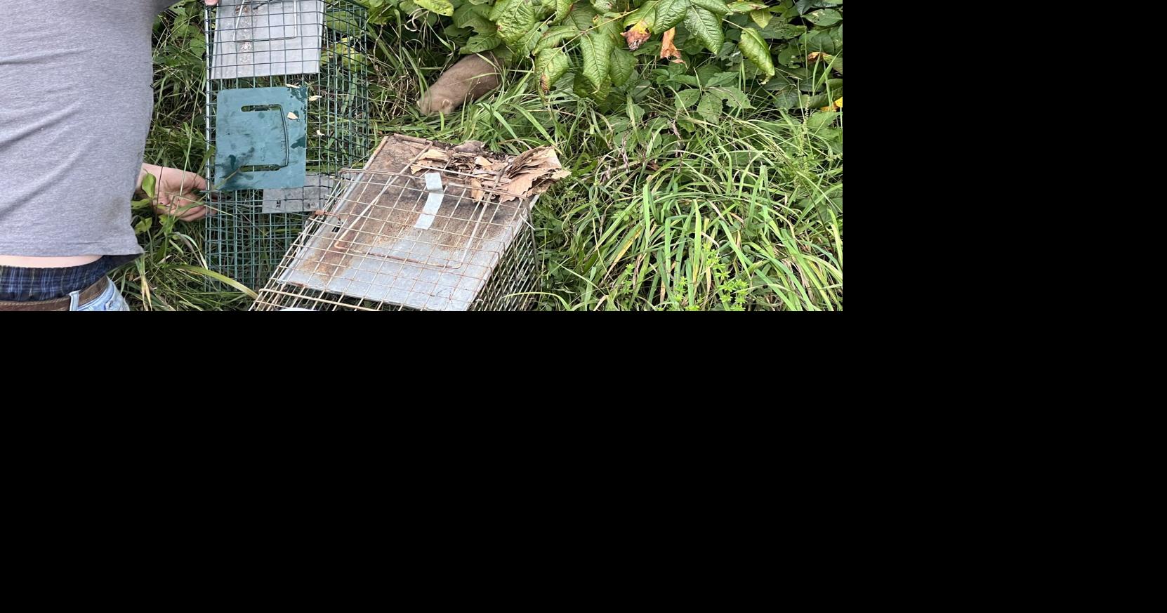More than 70 minks returned to Sunbury Animal Hospital | News ...