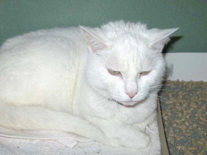 SPCA Pets of the Week | Lifestyles | dailyitem.com