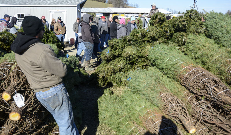 Firs fly at Christmas tree auction | Local News | dailyitem.com