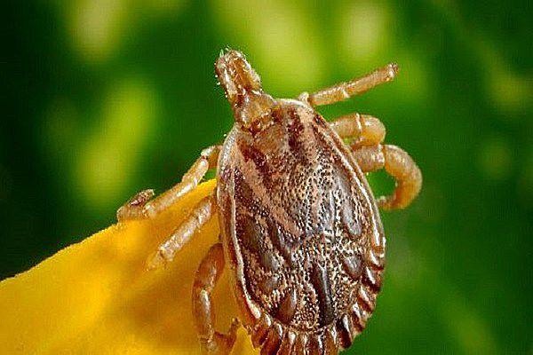 New tick species found in Pennsylvania | News | dailyitem.com
