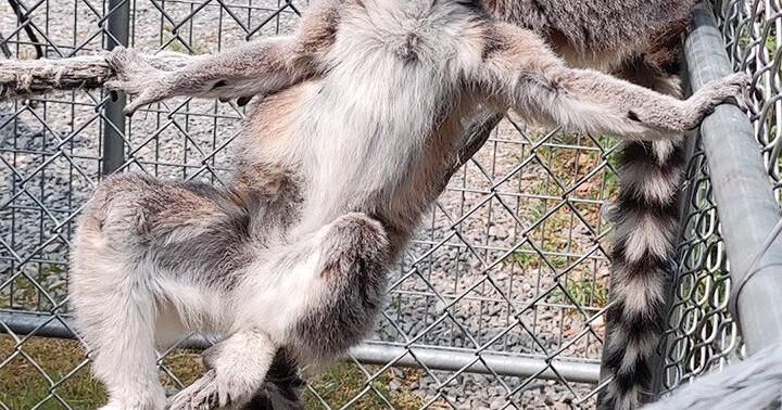 T&D's Cats of the World featuring lemurs, activities this summer ...