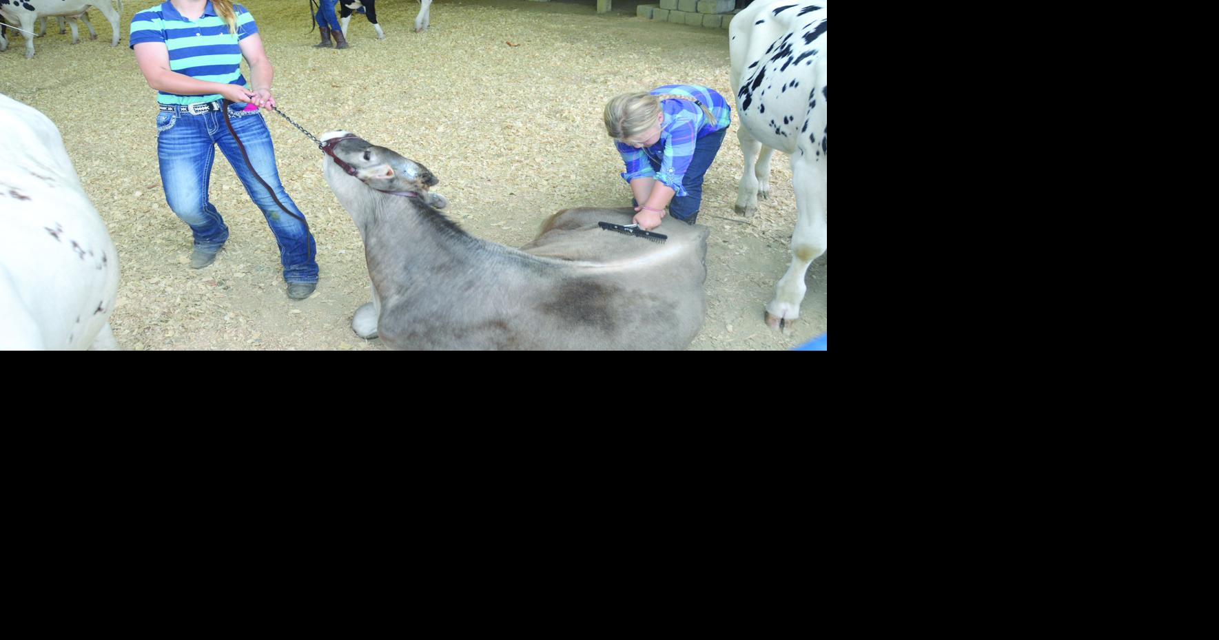Montour-DeLong Fair cow judge: It’s all about the beef | News ...
