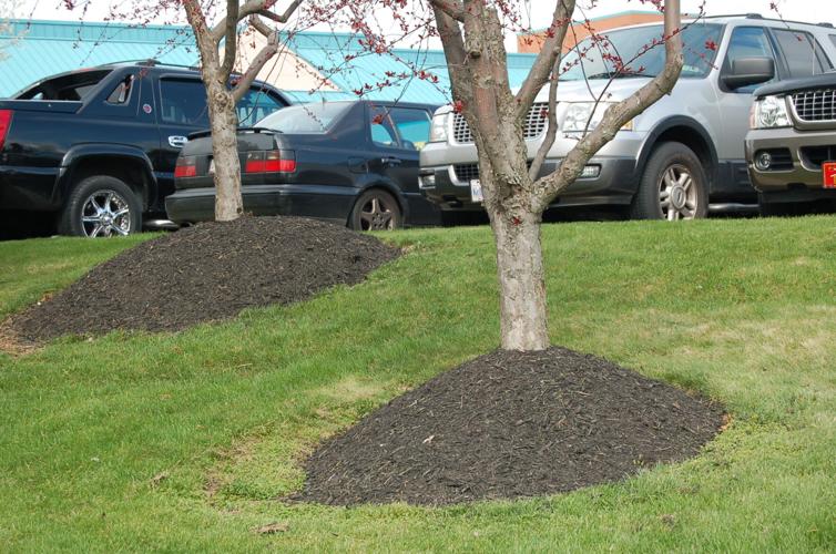 Tree Topics: It's best to follow these mulching guidelines | Life ...
