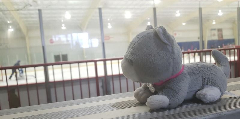 Sunbury Ice Rink plays host to first teddy bear toss; organized by ...