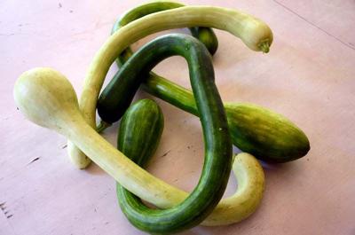 Fanfare for the trumpet squash | Lifestyles | dailyitem.com