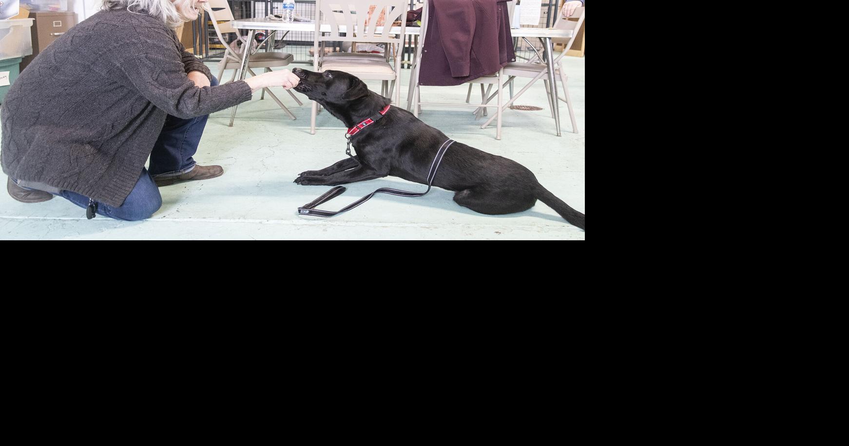 Milton animal shelter 4 Paws Sake to close doors in April | News ...