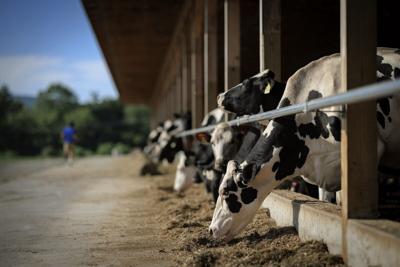 On the range with Pennsylvania’s professional farm sitters | News ...