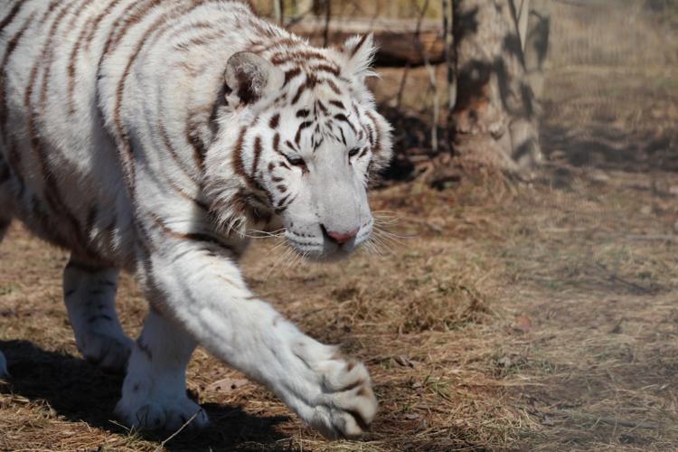 Limited exposure for T&D Cats' new tigers, other animals since March16 ...