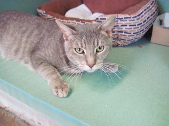 This Week's Adoptable Animals at the Danville SPCA | News | dailyitem.com